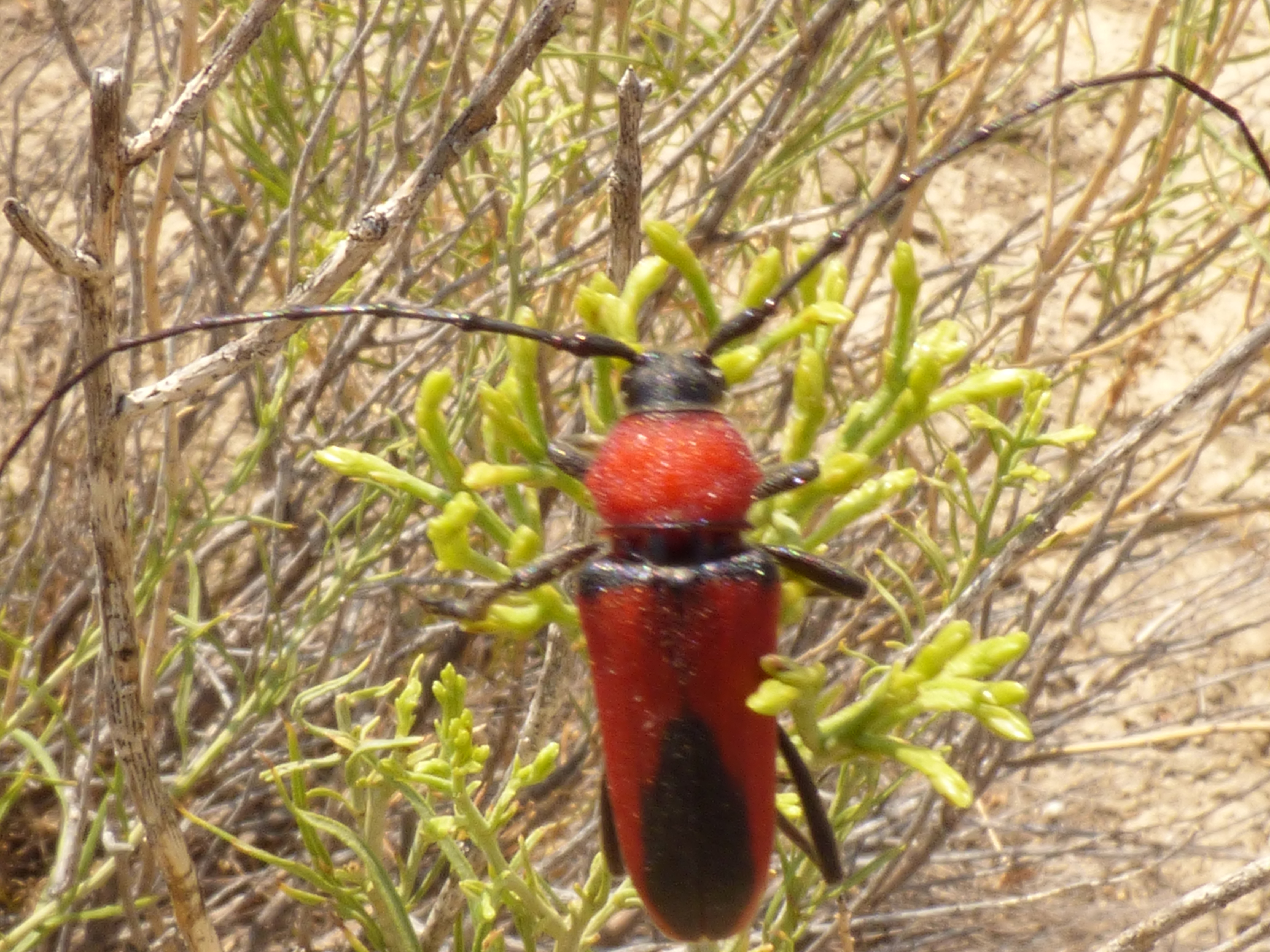 Invertebrates – Cole – Wiernasz Lab